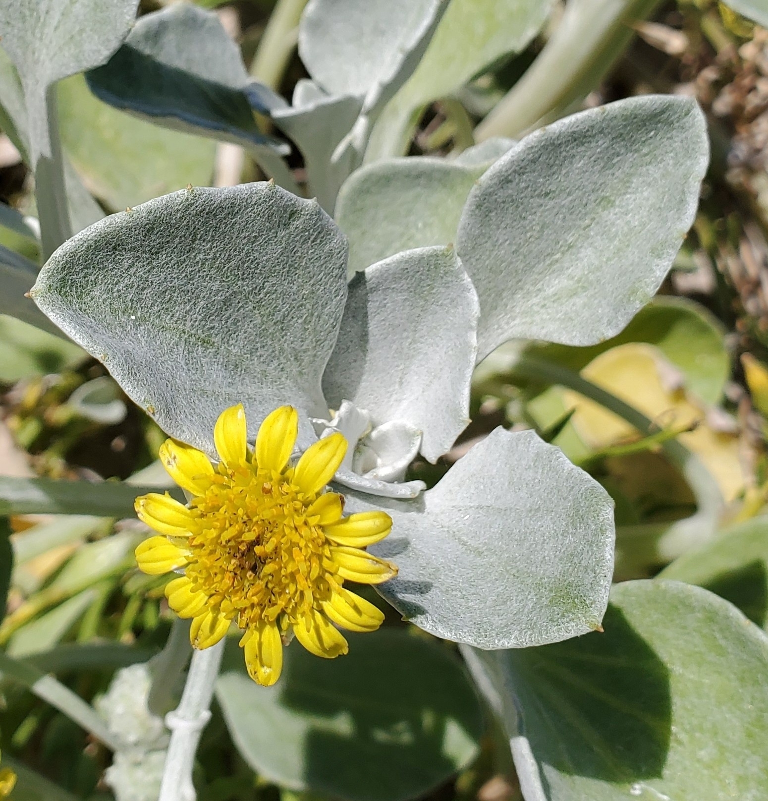Arctotheca populifolia (P.J.Bergius) Norl.