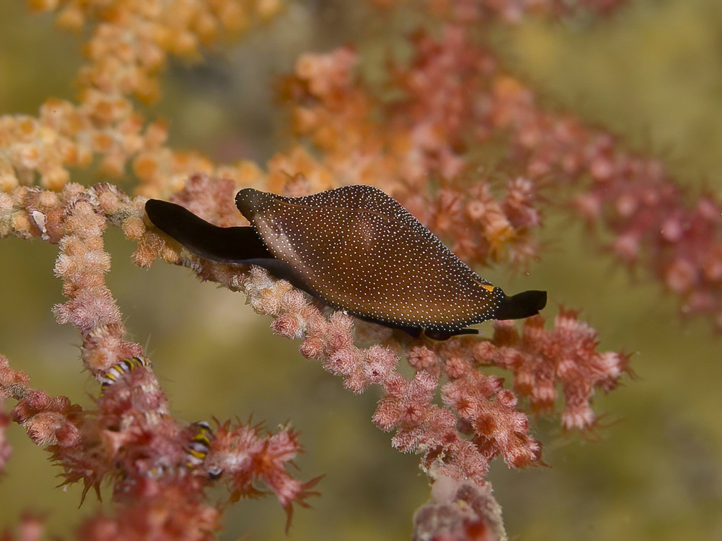 Beautiful Egg Cowry from South Solitary Island New South Wales ...