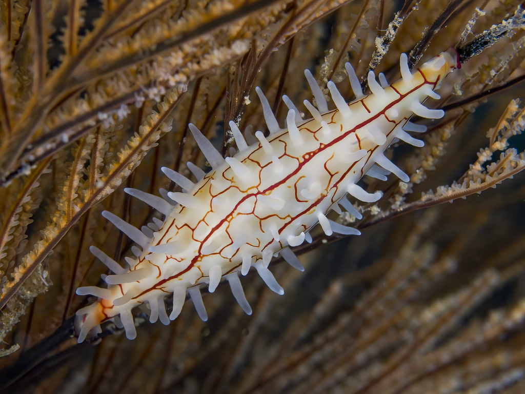 Spindle Cowries from South Solitary Island New South Wales, Australia ...
