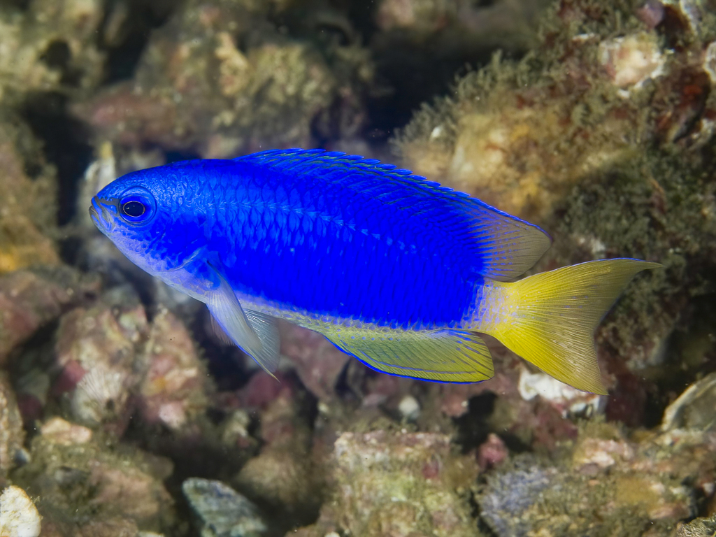 Neon Damselfish from South Solitary Island New South Wales, Australia ...