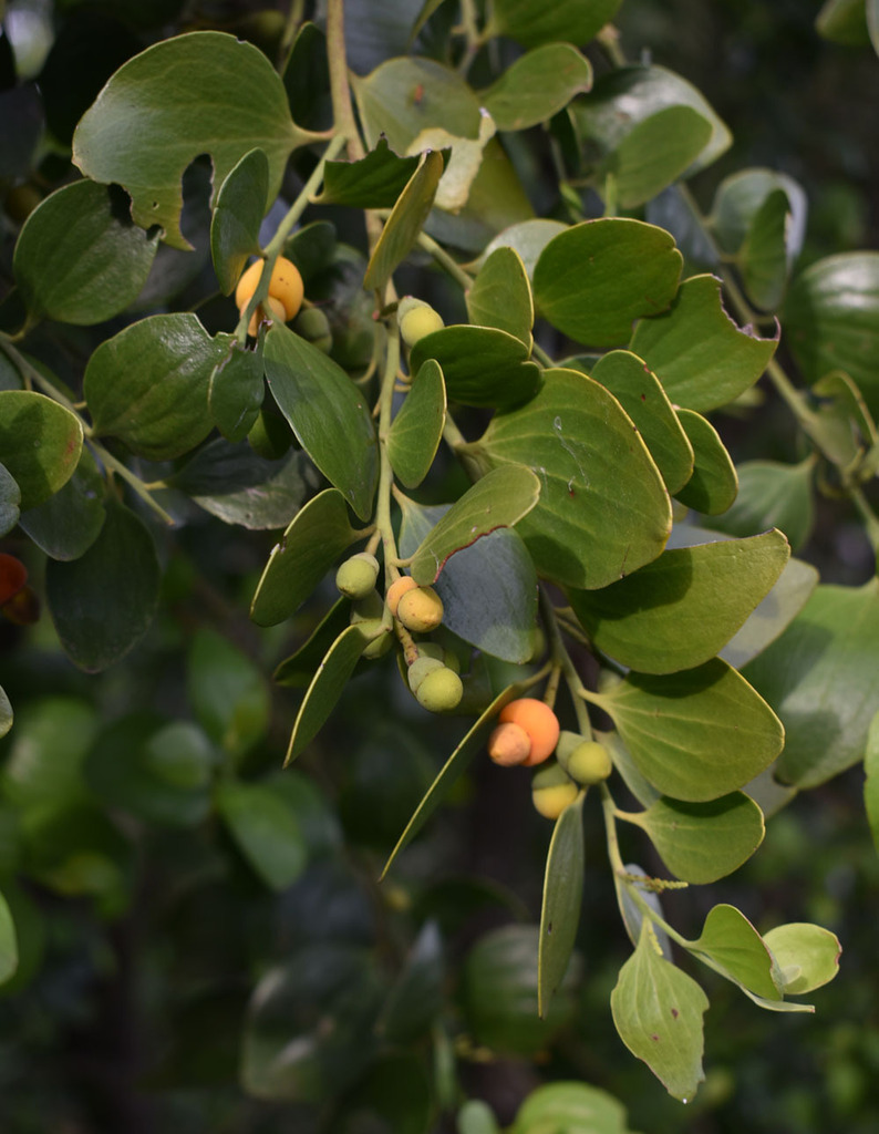 Broad Leaved Native Cherry from Cairns QLD, Australia on February 8 ...
