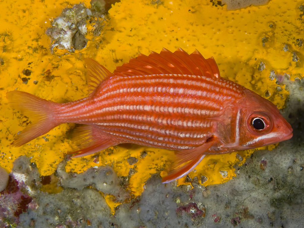 Samurai Squirrelfish from South Solitary Island New South Wales ...