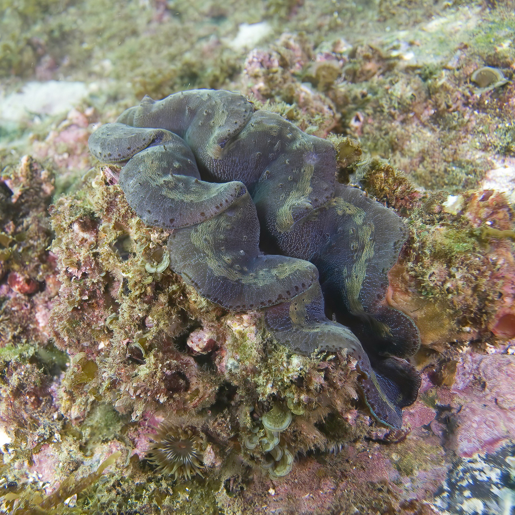 Small Giant Clam from South Solitary Island New South Wales, Australia ...