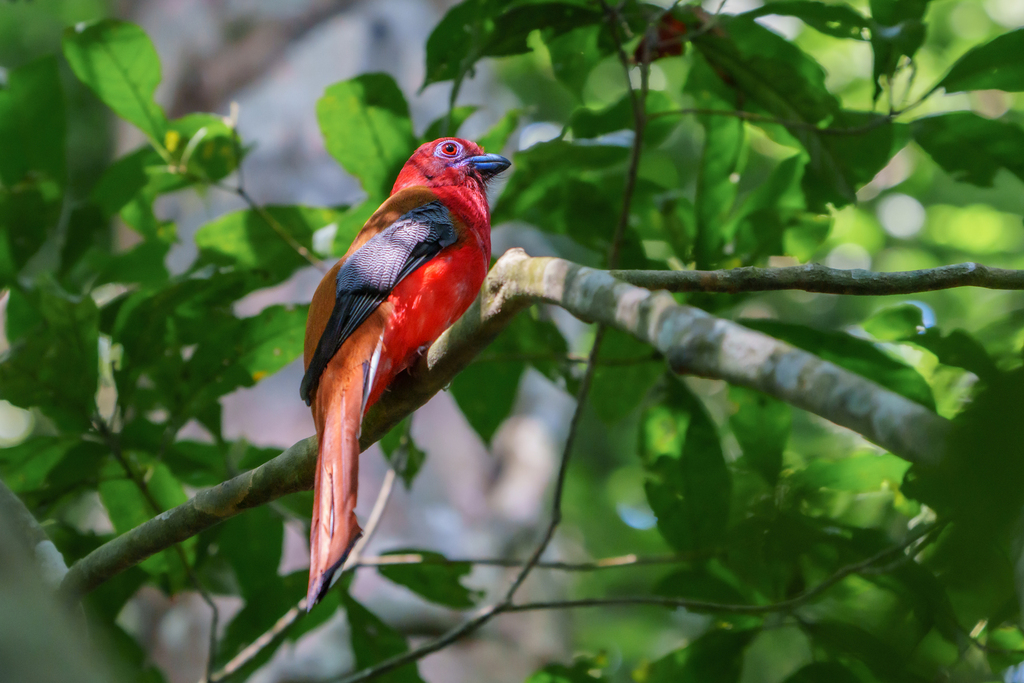 Red-headed Trogon from Mu Si, Pak Chong District, Nakhon Ratchasima ...