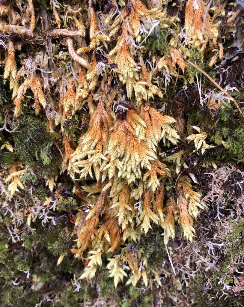 Royal Rock Moss from Egmont National Park, Egmont National Park ...