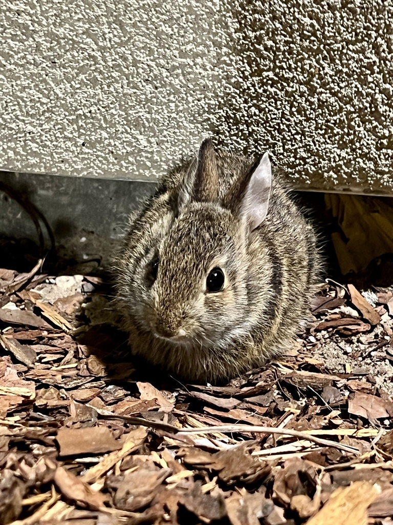 Eastern Cottontail from Waldorf Astoria Orlando, Orlando, FL, US on ...