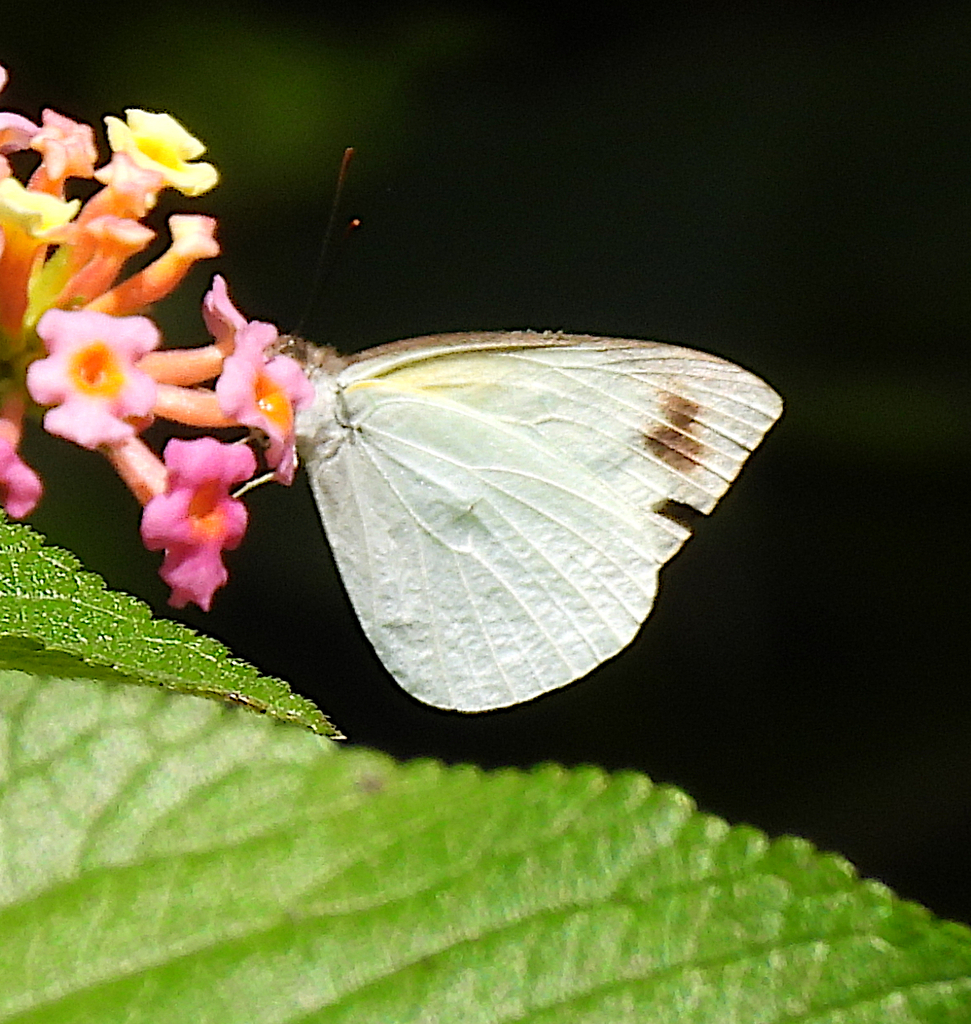 Common Pearl White from Maiala, Mount Glorious Rd, Mount Glorious QLD ...
