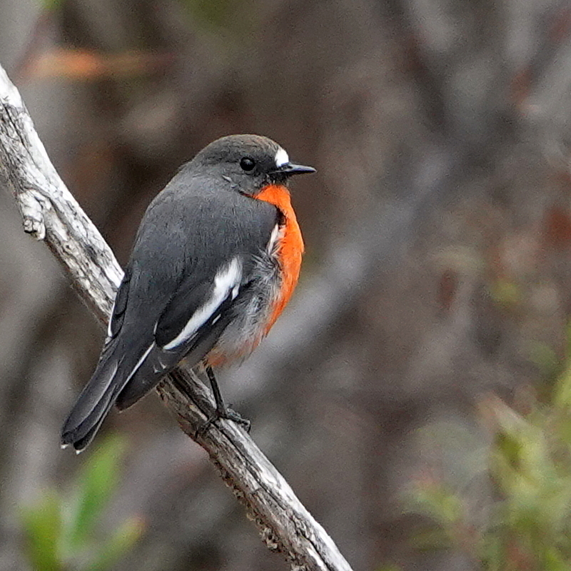 Flame Robin from Greenlands NSW 2631, Australia on March 20, 2023 at 11 ...