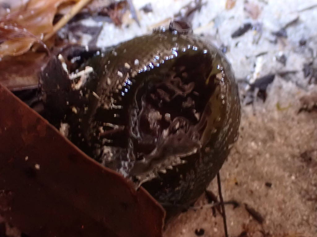 Green snakelock anemone from Tasman, TAS, Australia on March 26, 2023 ...