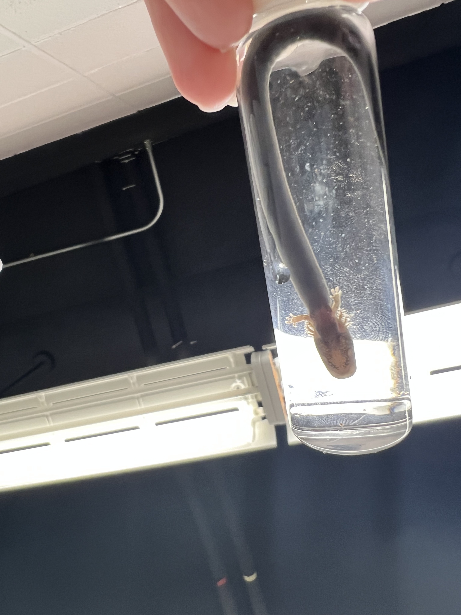 Siren intermedia Barnes, 1826