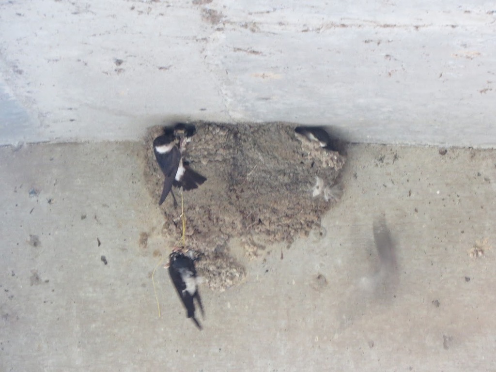 Asian House Martin from 日本、〒351-0023 埼玉県朝霞市溝沼 on June 13, 2021 by manoa ...
