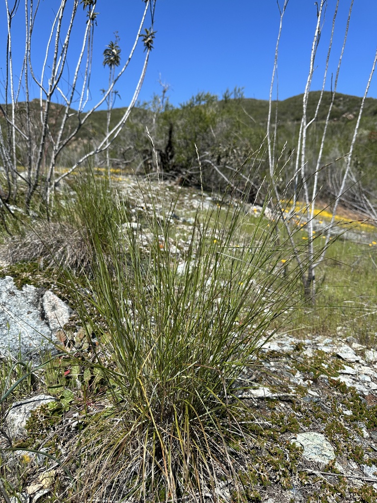 California melic from Tuolumne County, CA, USA on March 25, 2023 at 02: ...