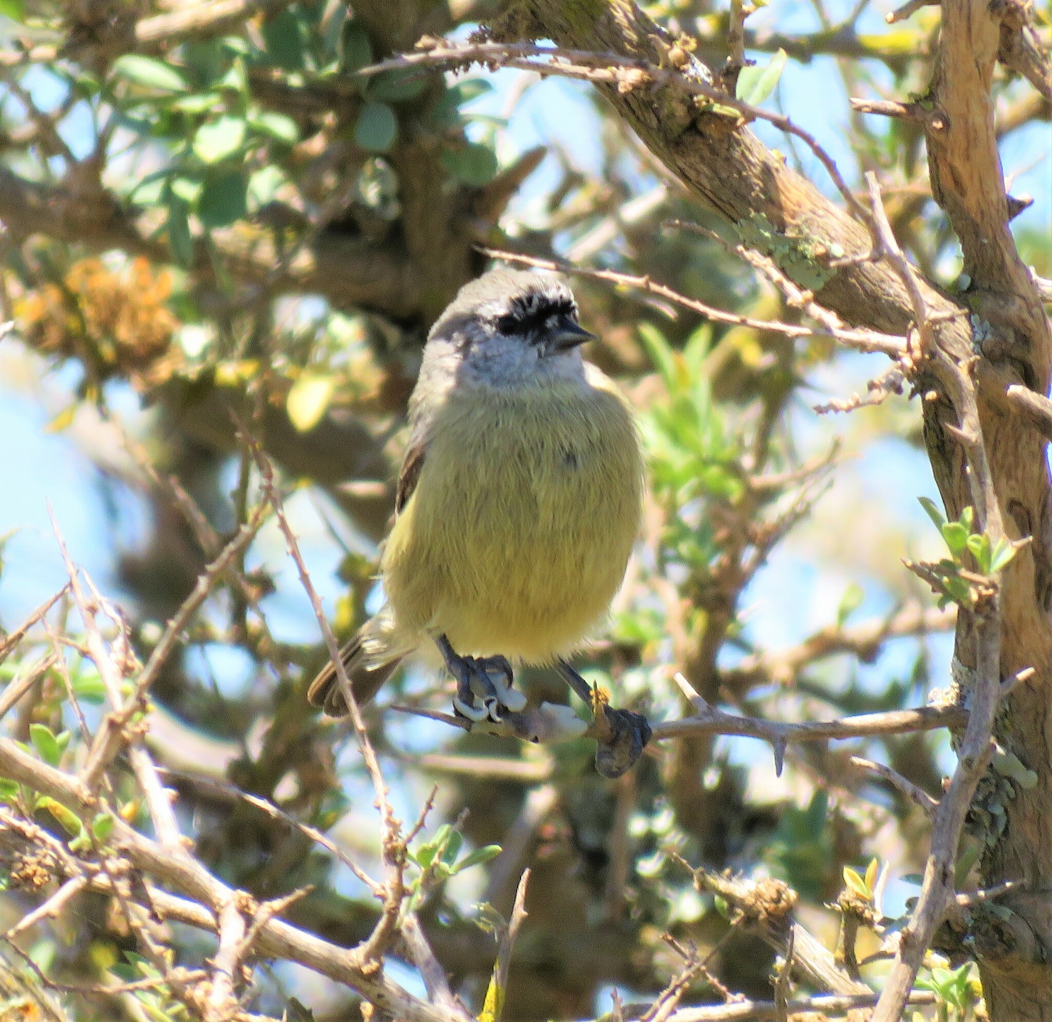 Anthoscopus minutus (Shaw, 1812)