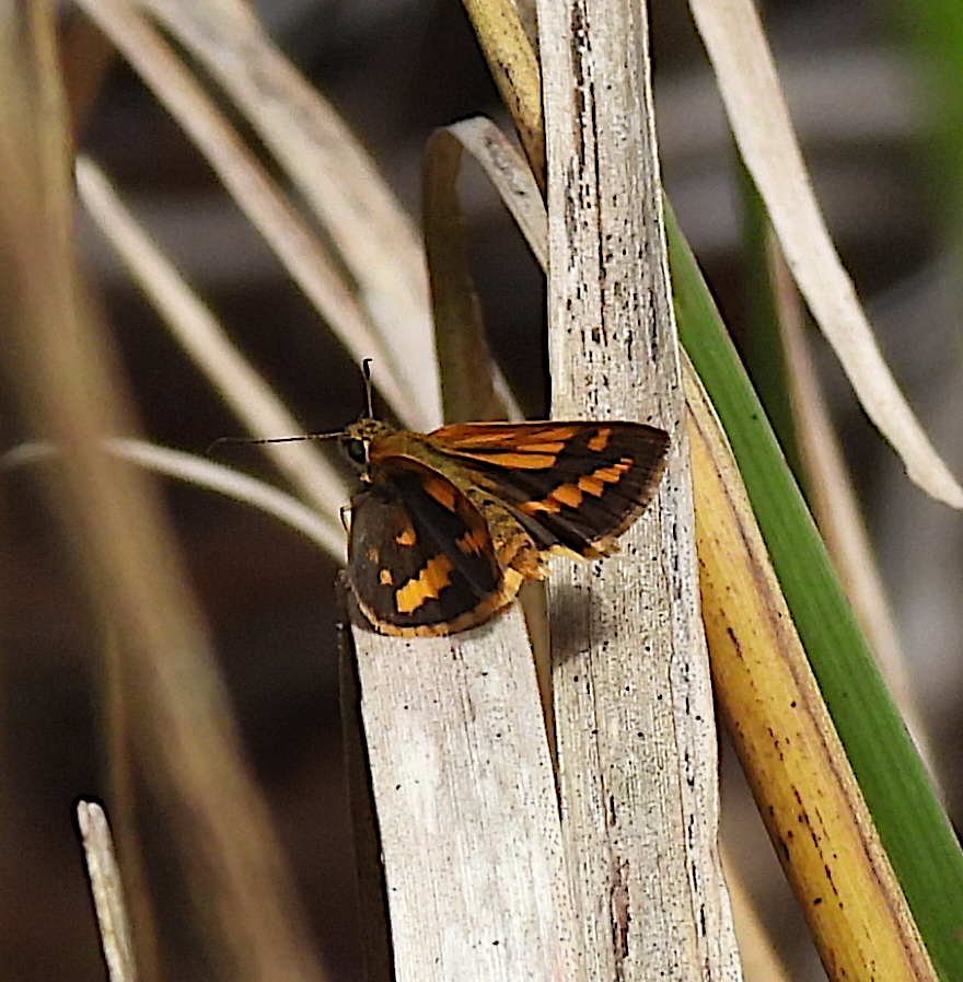 Wide-brand Grass-dart from Highvale QLD 4520, Australia on March 27 ...