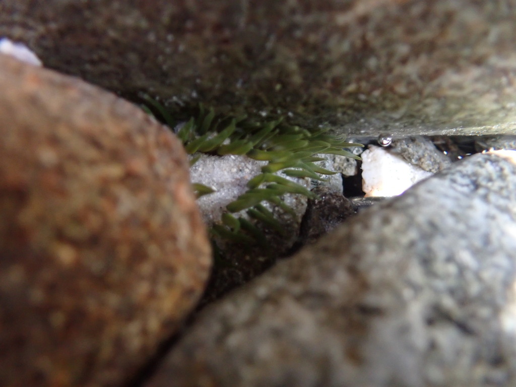 Green snakelock anemone from Tasman, TAS, Australia on March 26, 2023 ...