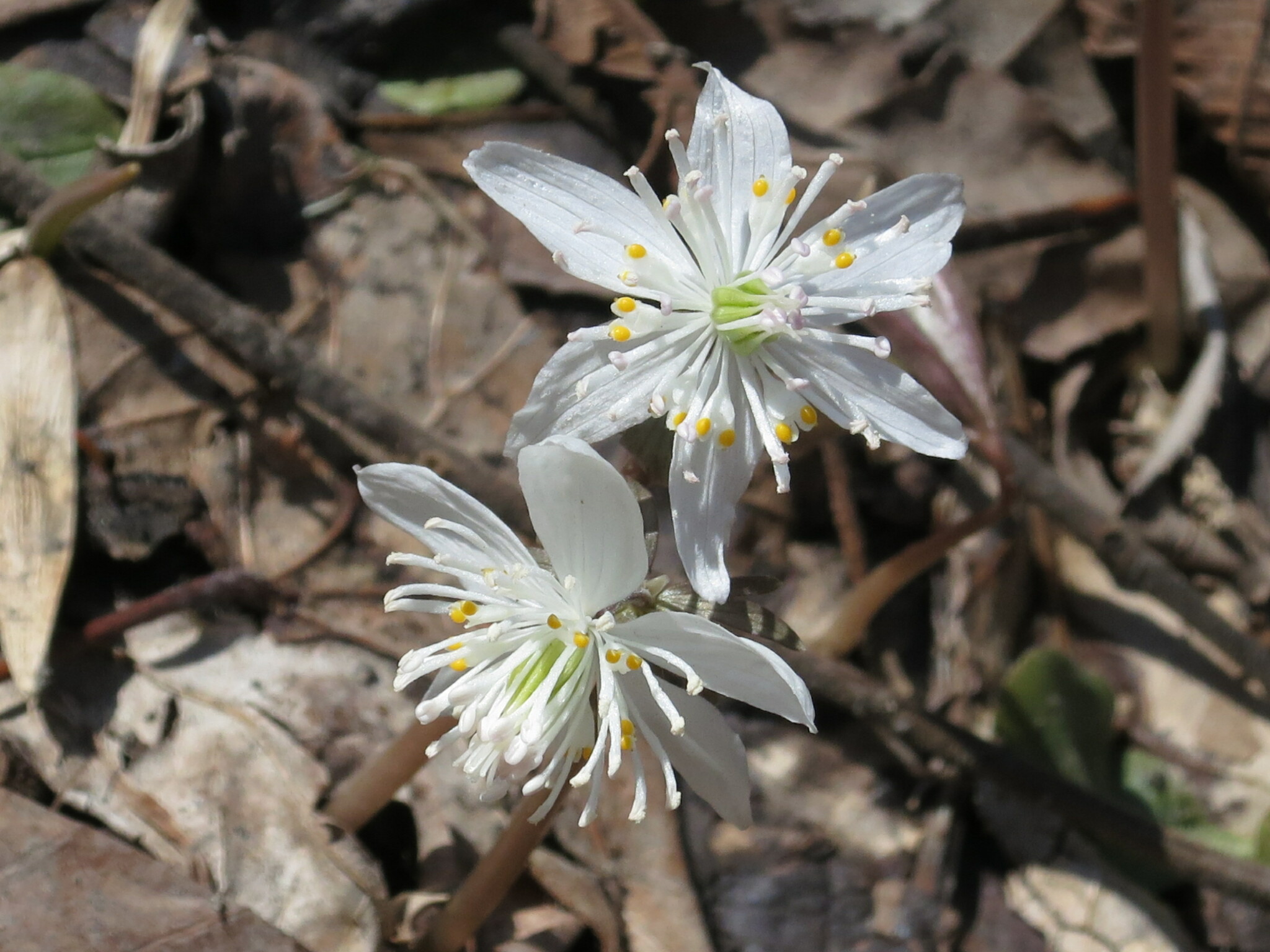 Eranthis stellata Maxim.