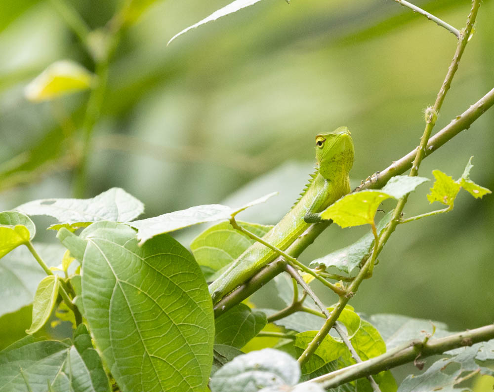 Calotes calotes (Linnaeus, 1758)