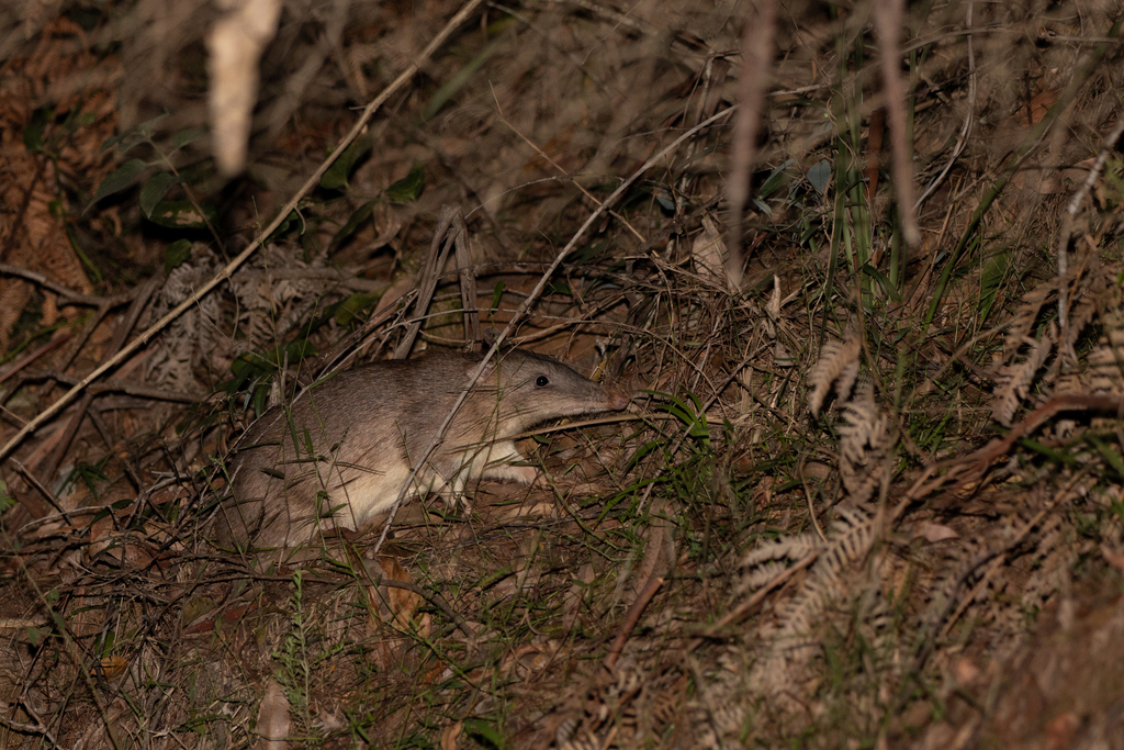 Long-nosed Bandicoot from Batar Creek NSW 2439, Australia on March 16 ...