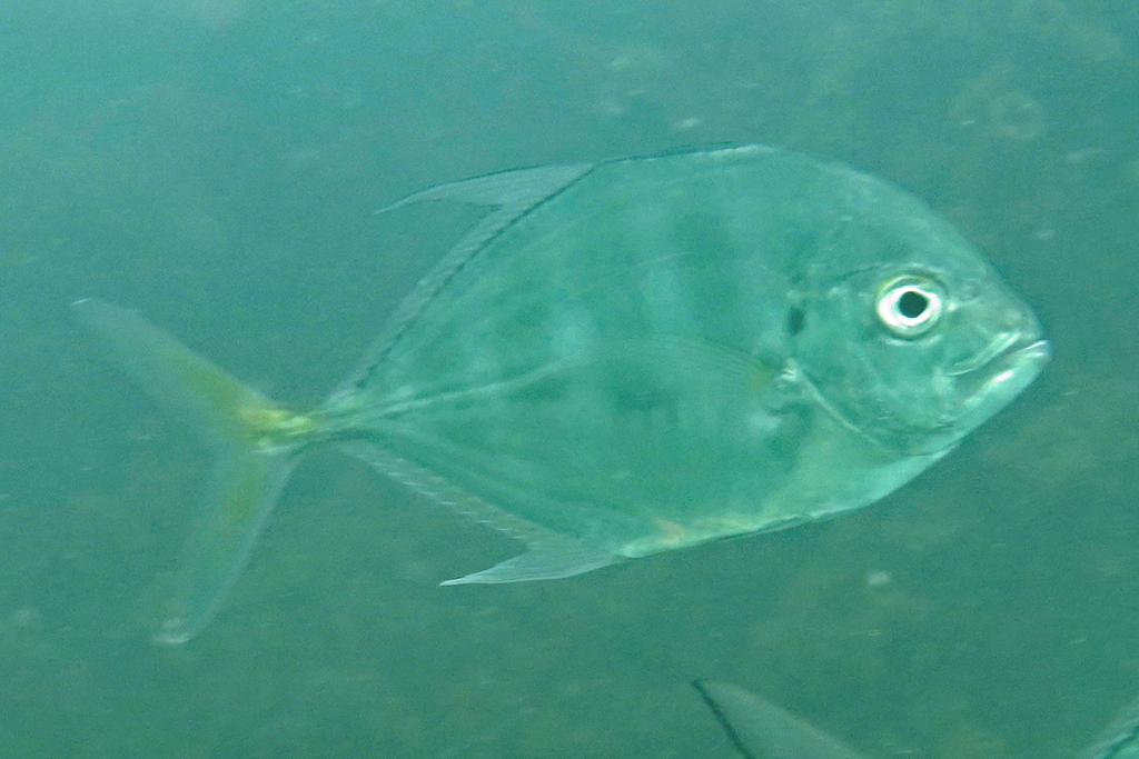 Onion Trevally from Perth WA, Australia on March 21, 2023 at 03:07 PM ...