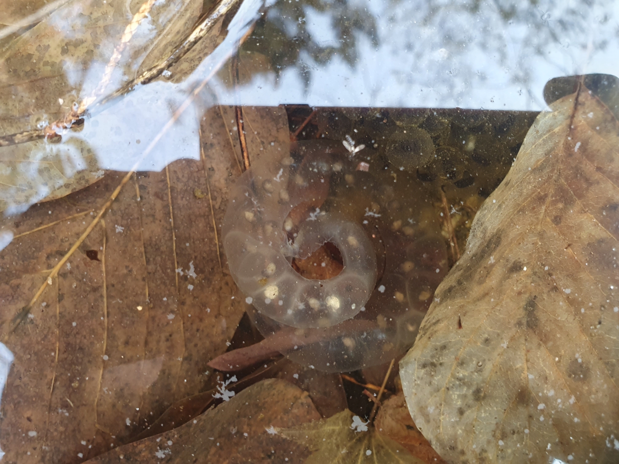 Hynobius leechii Boulenger, 1887