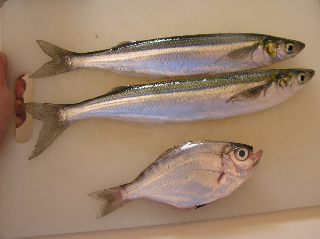 Topsmelt Silverside (Atherinops affinis) - Marine Life Identification
