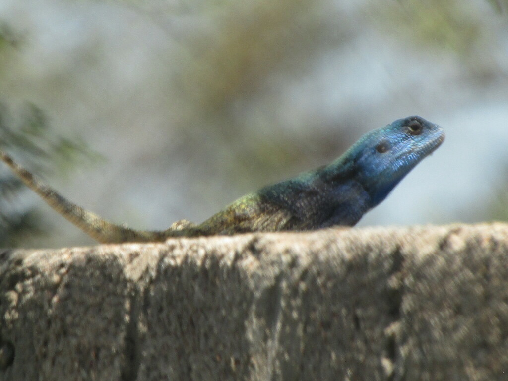 Southern Tree Agama from Thamaga, Botswana on January 6, 2023 at 12:12 ...