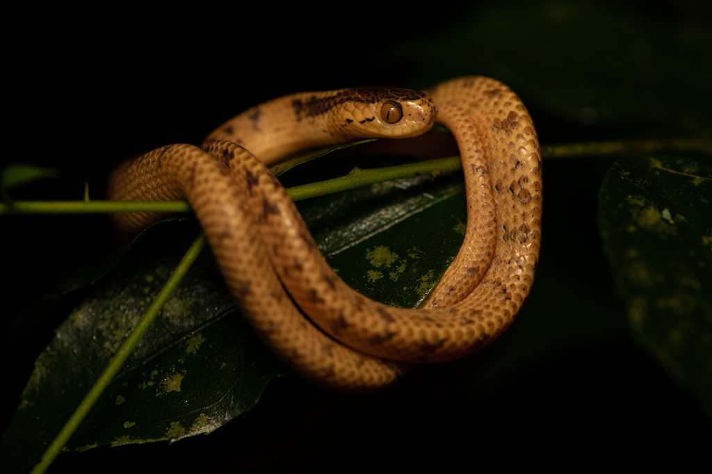 Formosa Slug Snake from K'Bang District, Gia Lai, Вьетнам on March 26 ...