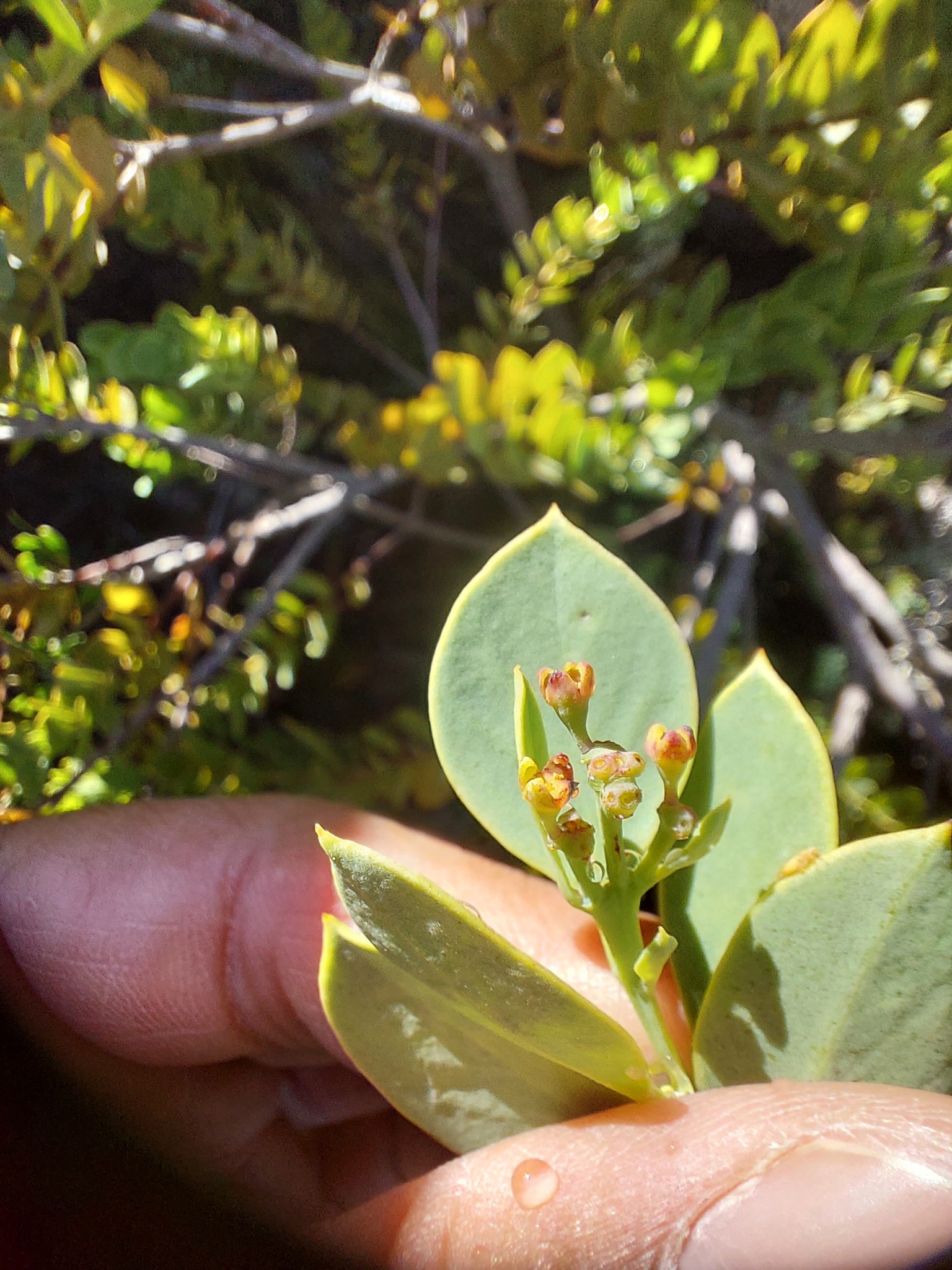 Osyris compressa (P.J.Bergius) A.DC.