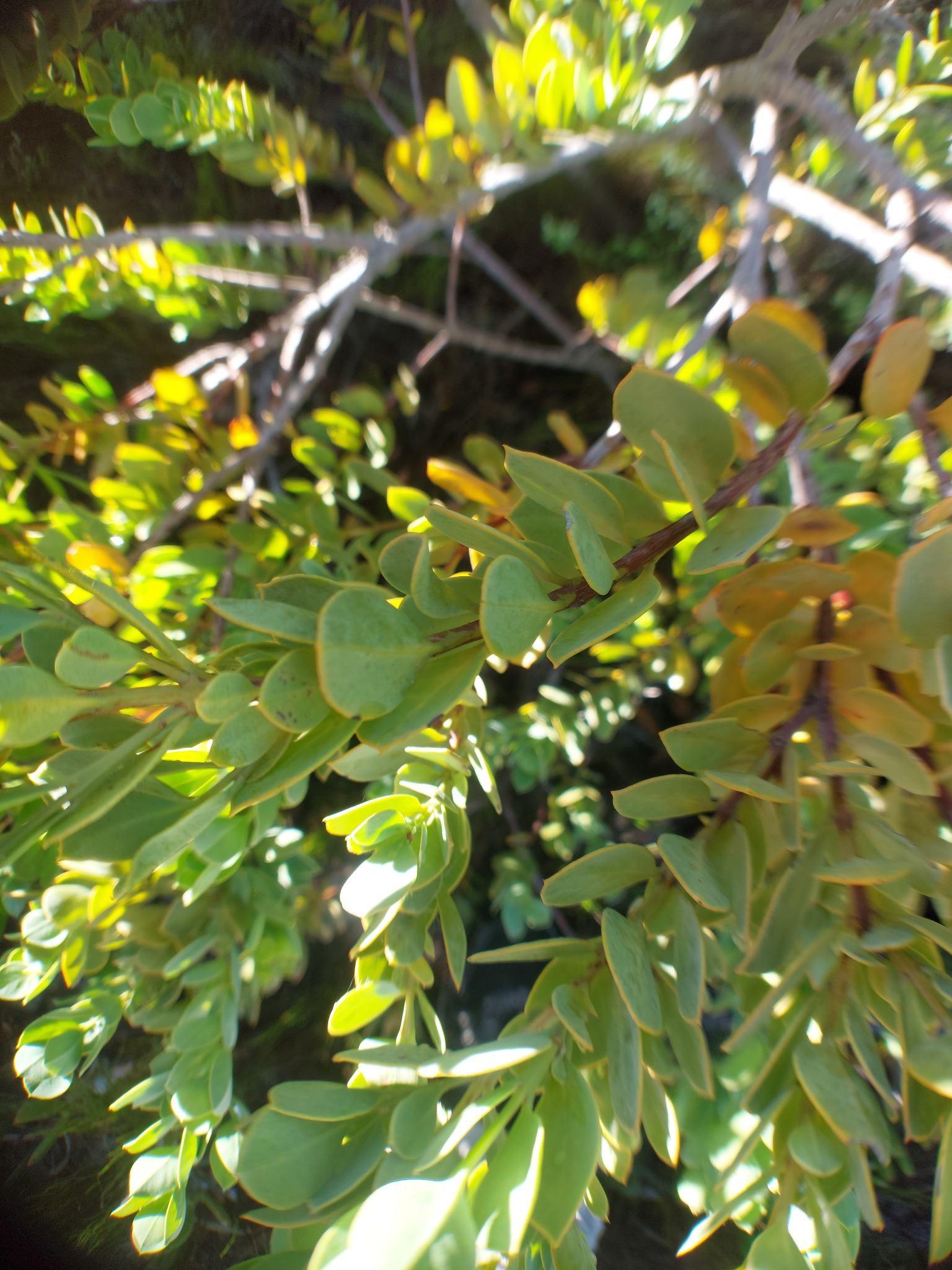 Osyris compressa (P.J.Bergius) A.DC.