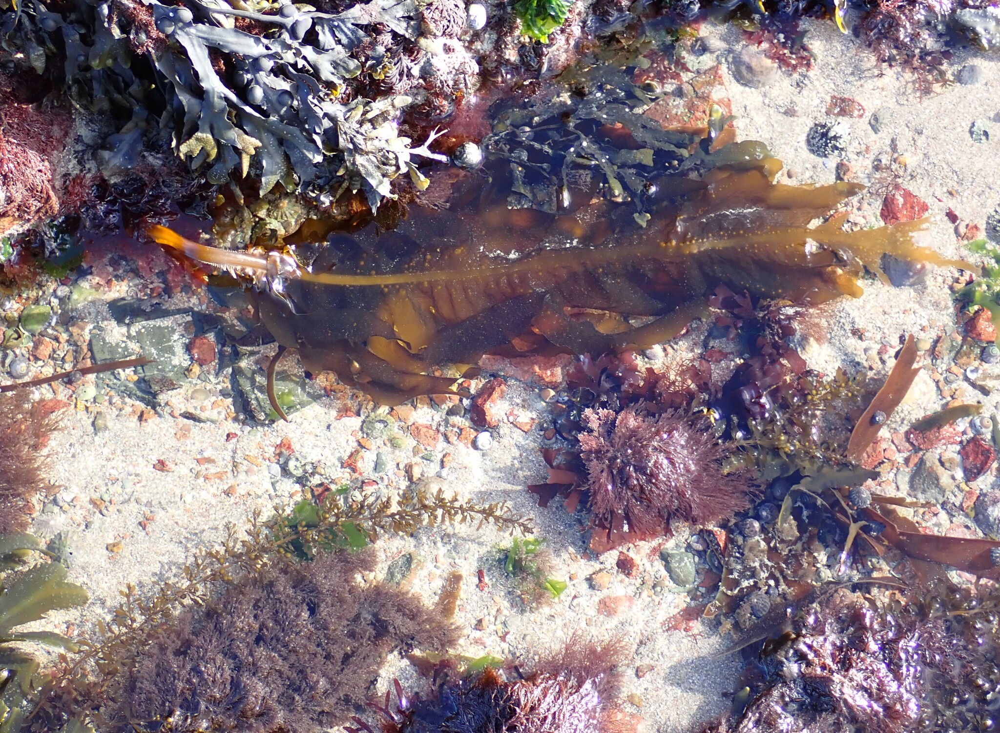 Undaria pinnatifida (Harv.) Suringar