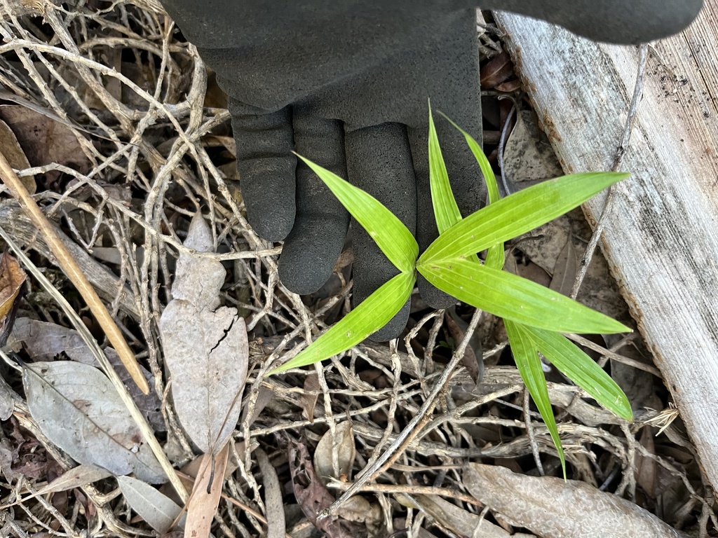 Alexandra Palm from Thornlands, QLD, AU on March 27, 2023 at 08:07 AM ...