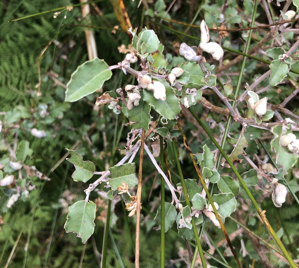 Common tree daisy from Egmont National Park, Egmont National Park ...