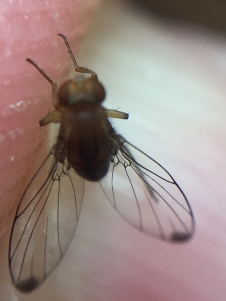Phoridae