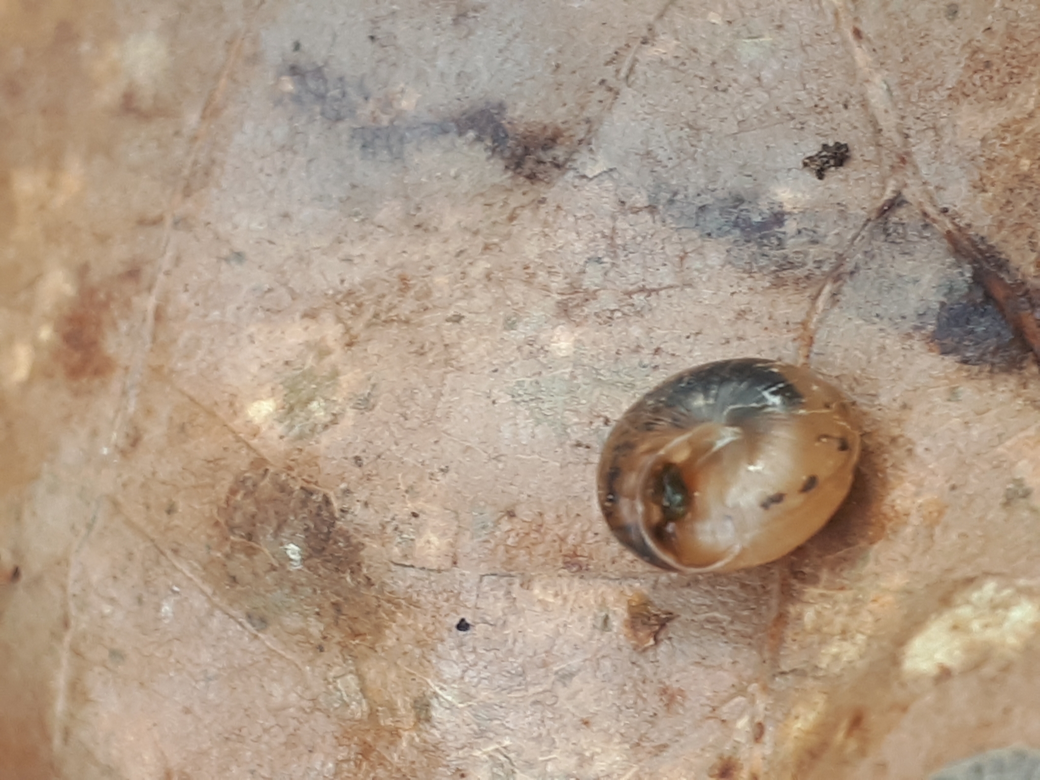 Perforatella Schlüter, 1838