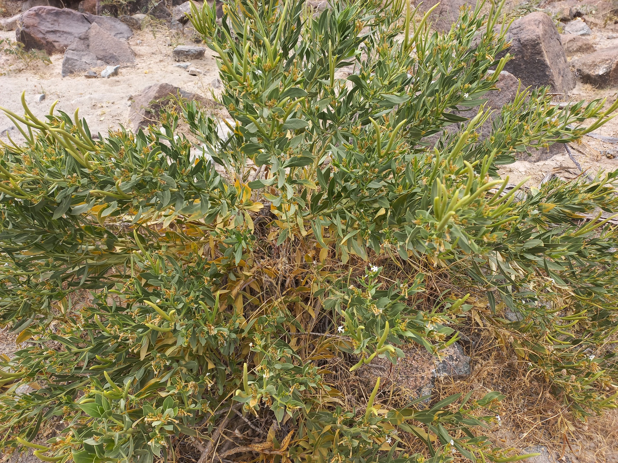 Rhazya stricta Decne.