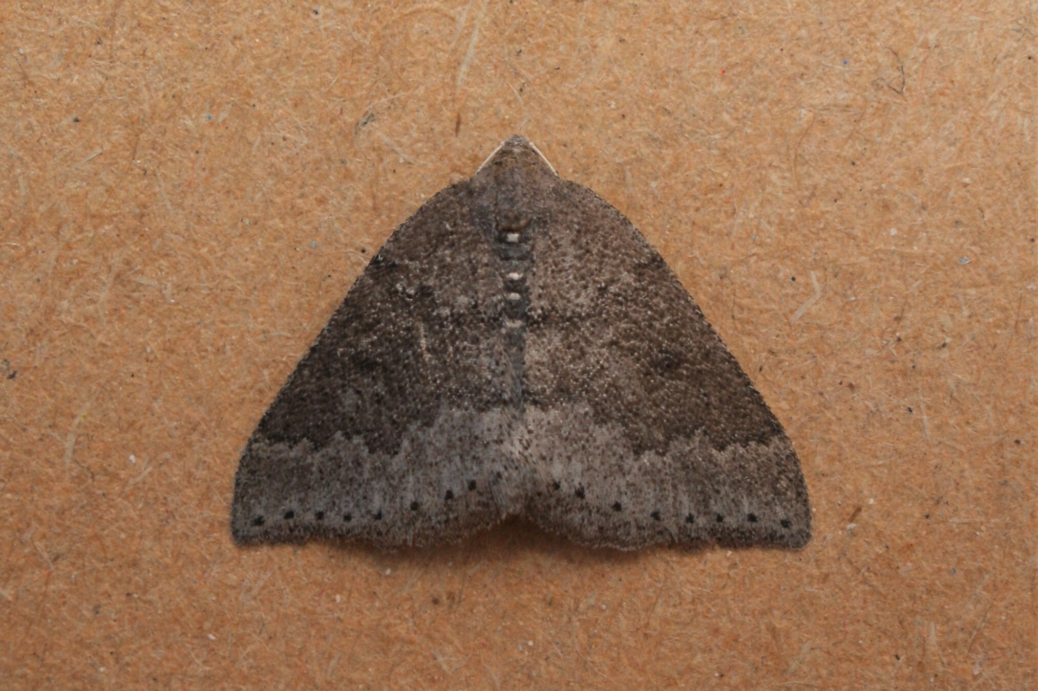 Aleucis distinctata (Herrich-Schäffer, 1839)
