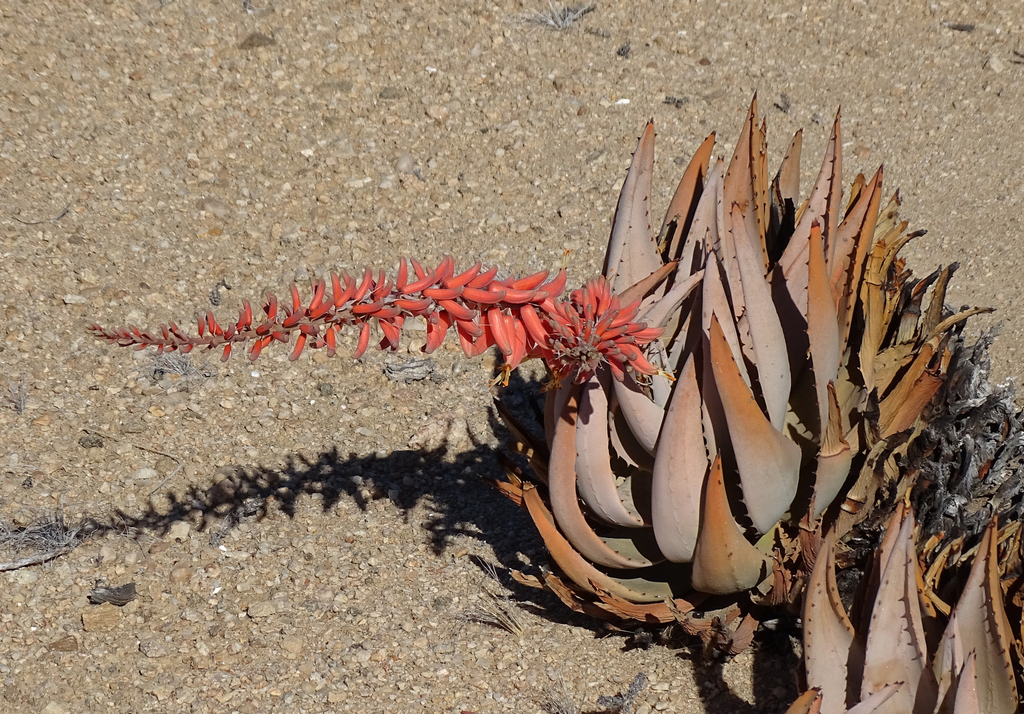 Sandpaper Aloe from Next to the B2 road, Erongo Region, Namibia on ...