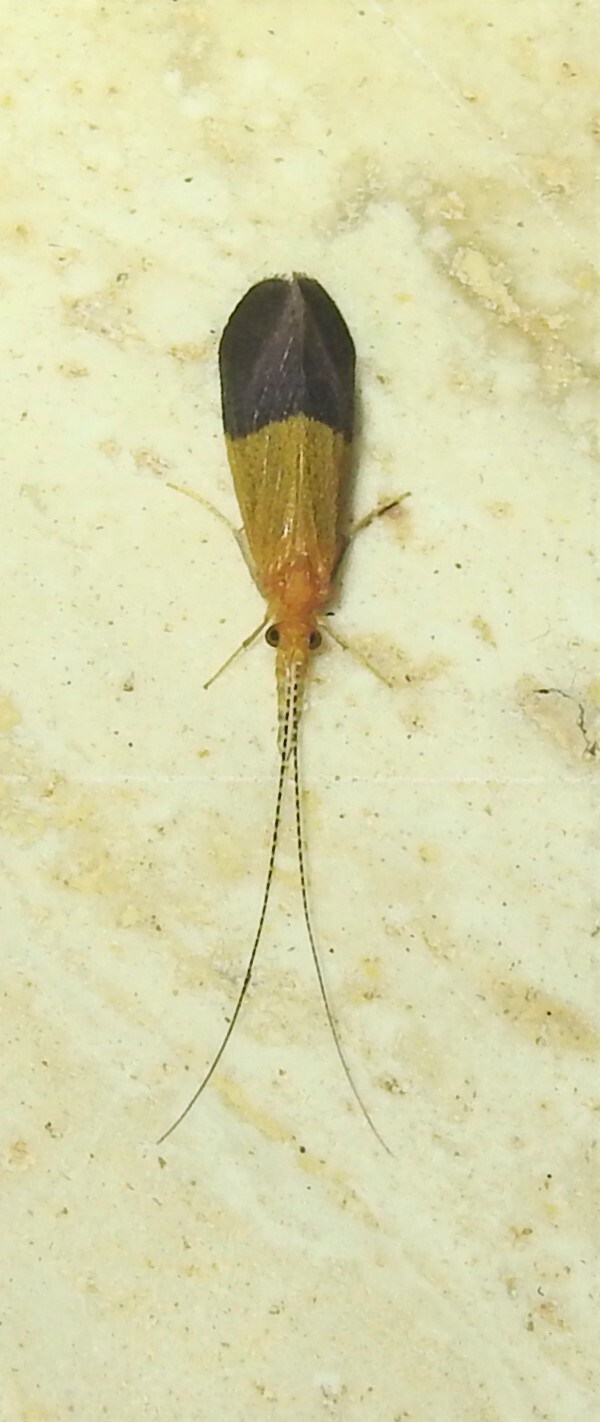 Calamoceratidae