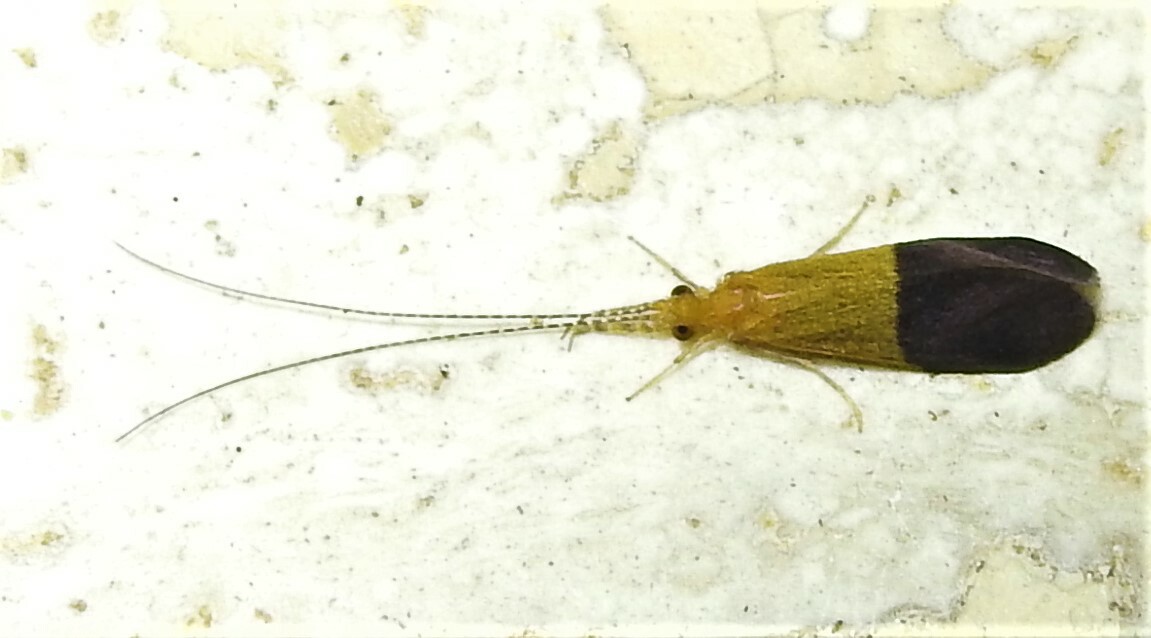 Calamoceratidae