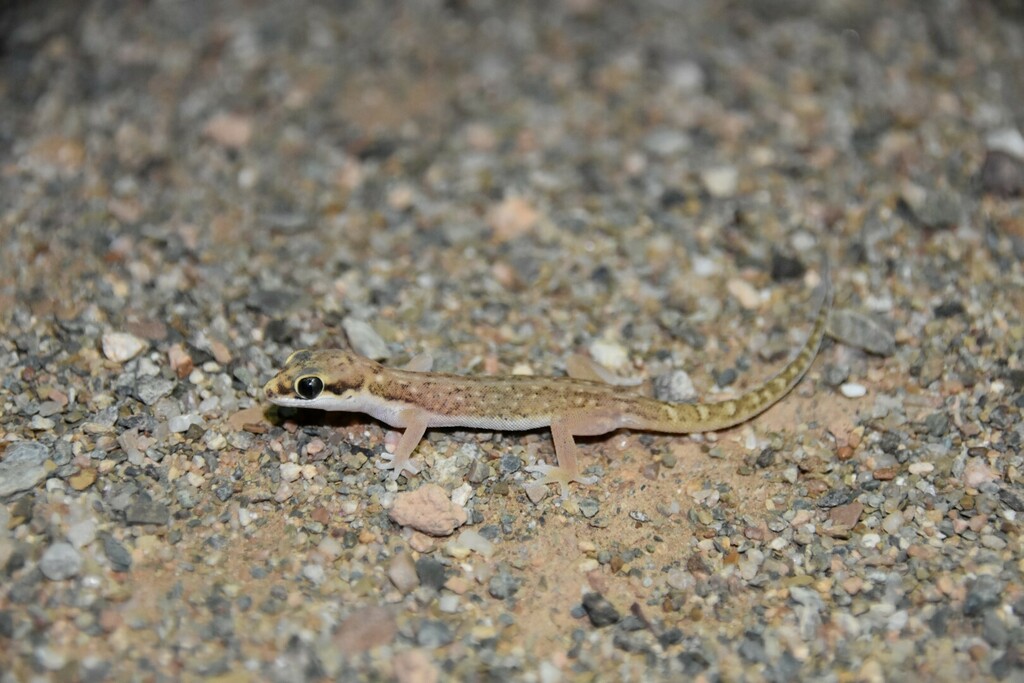 Pointed Thick-toed Gecko from Namakwa District Municipality, South ...