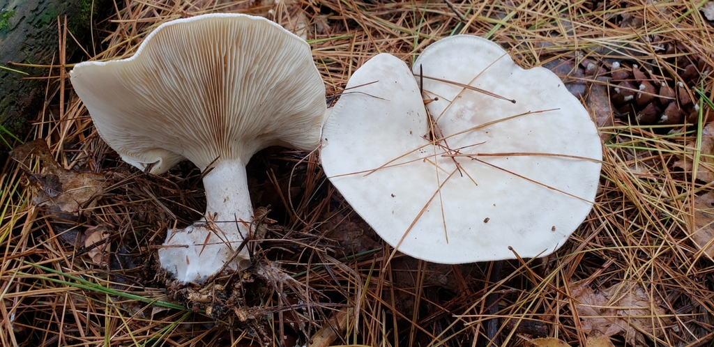 Clitocybe robusta from 9867 County Hwy Y, Mazomanie, WI 53560, USA on ...