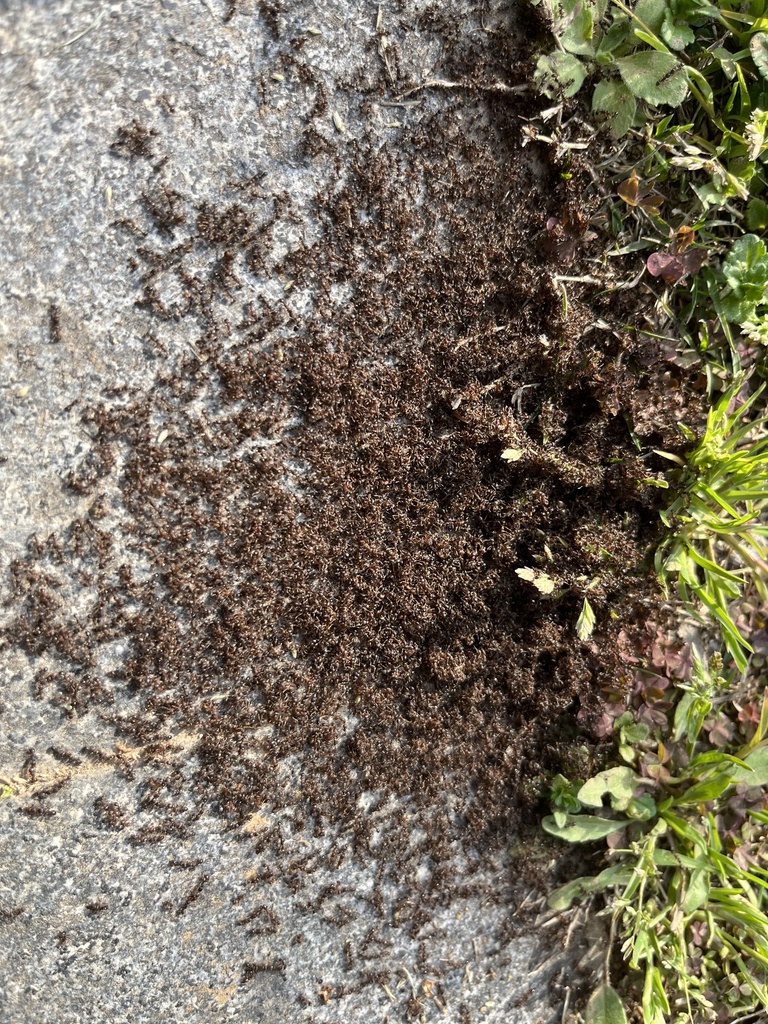 Japanese Pavement Ant from 仙林, 南京市, 江苏省, CN on March 27, 2023 at 03:27 ...