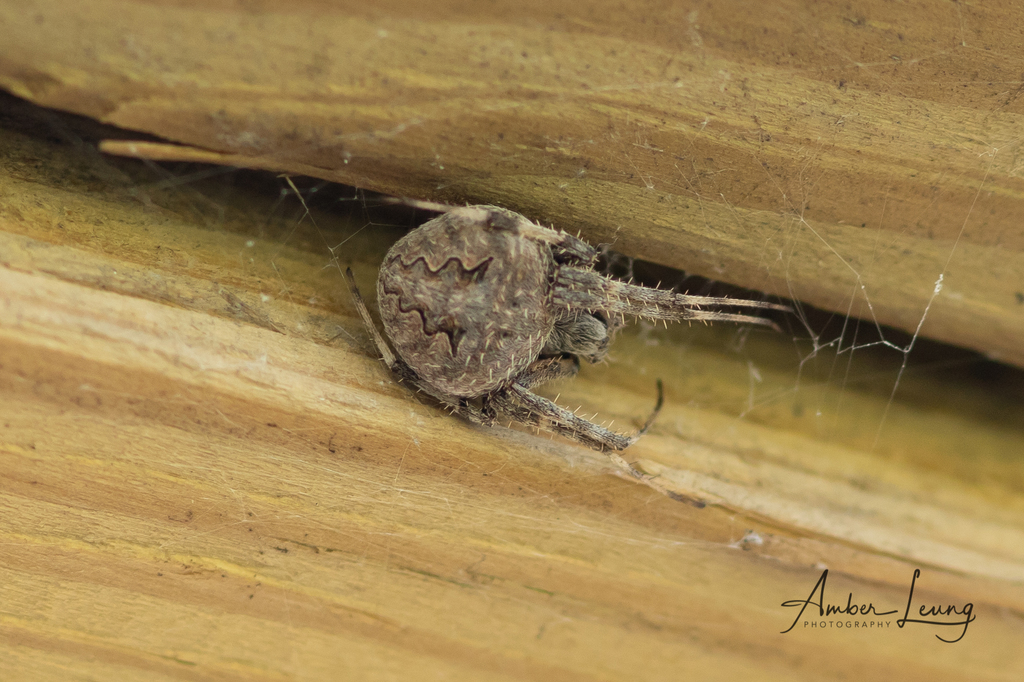 Neoscona utahana from Galveston, TX, USA on October 6, 2018 at 01:57 AM ...