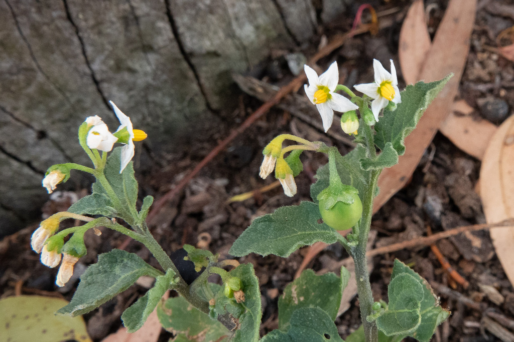 black nightshade from Douglas VIC 3409, Australia on February 19, 2023 ...