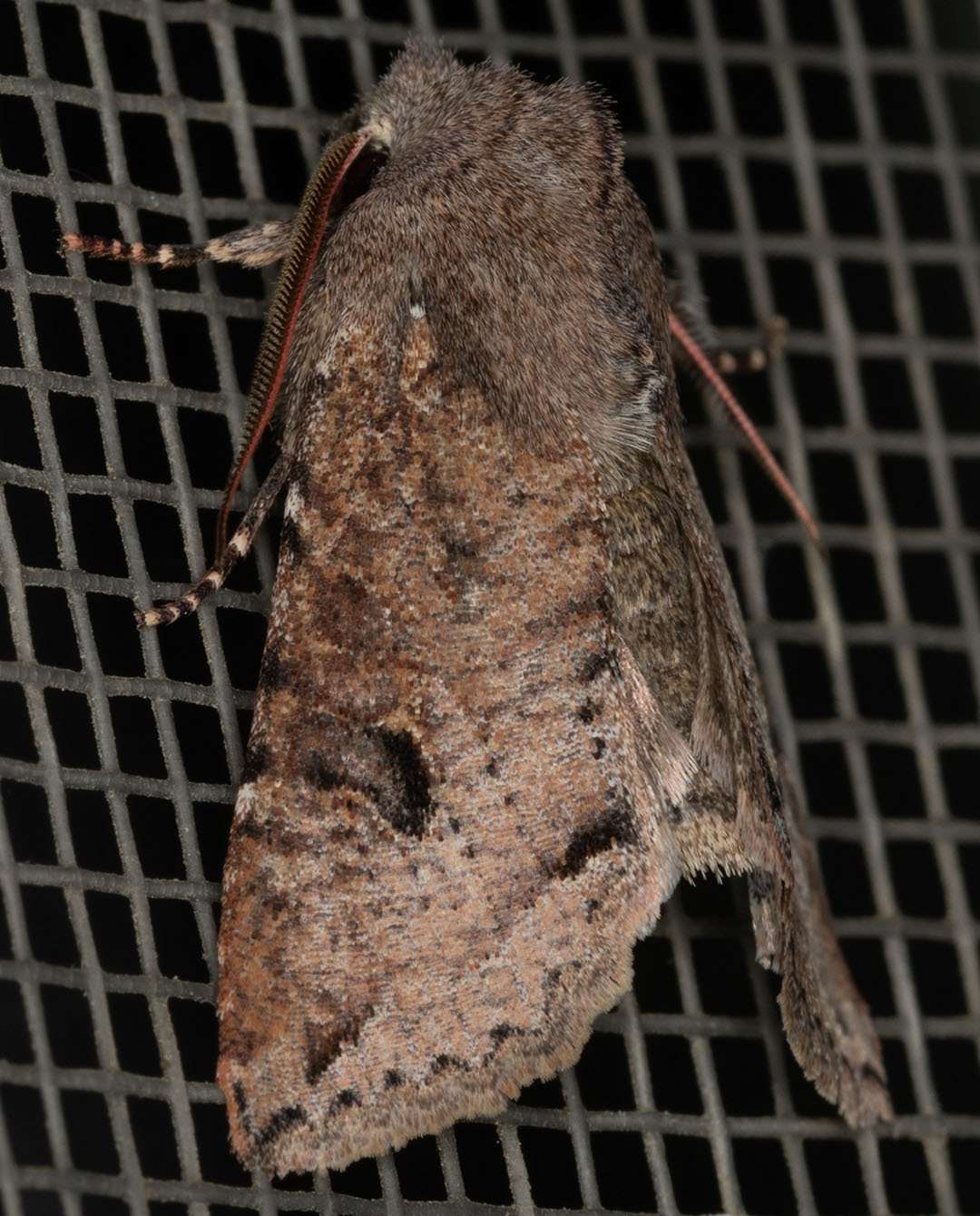 Orthosia erythrolita Grote, 1879