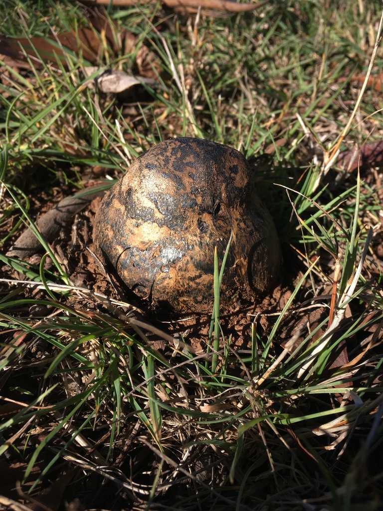 Pisolithus from West Ward, Kyneton South, VIC, AU on May 17, 2020 at 12 ...