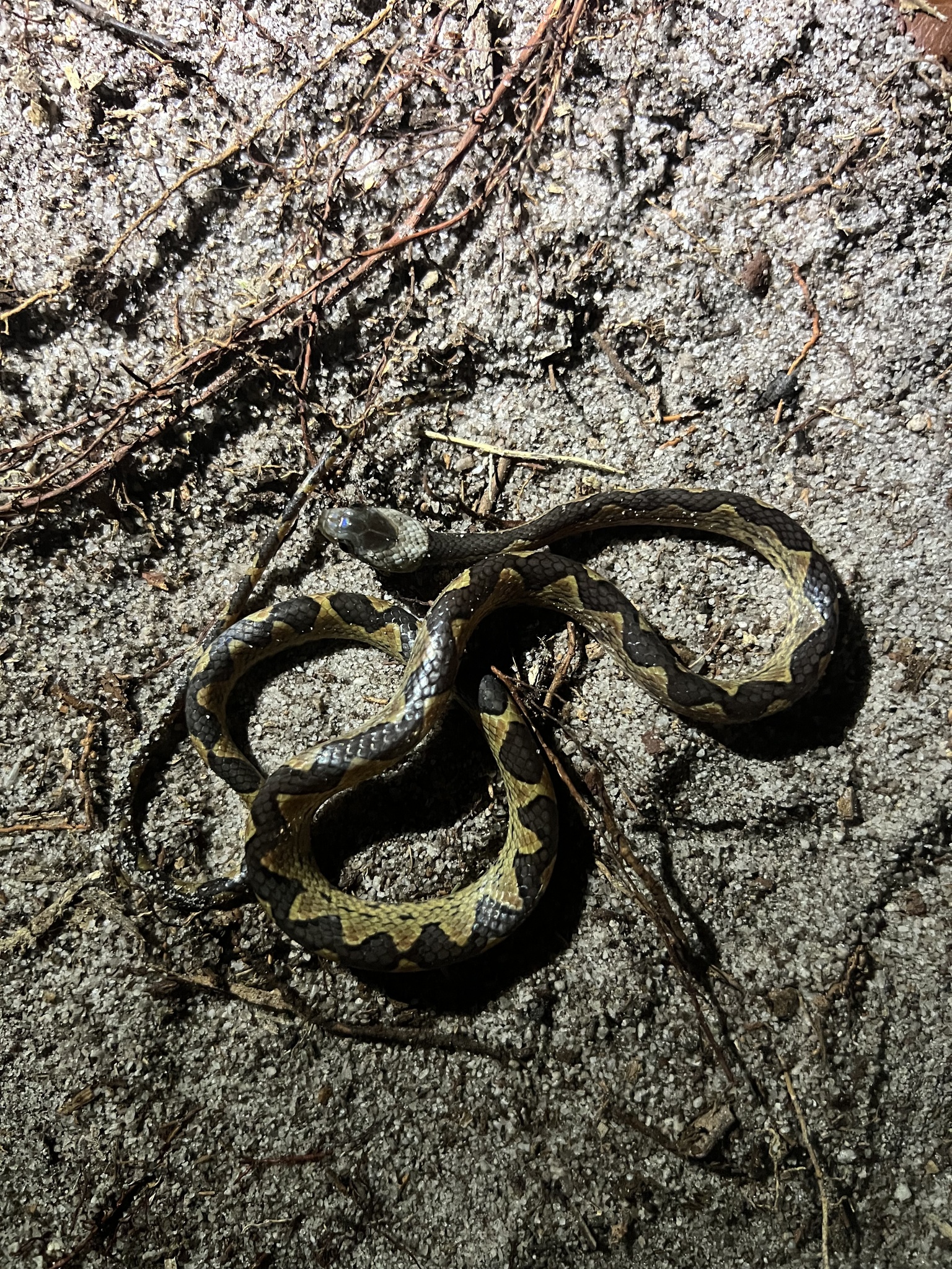 Leptodeira annulata (Linnaeus, 1758)