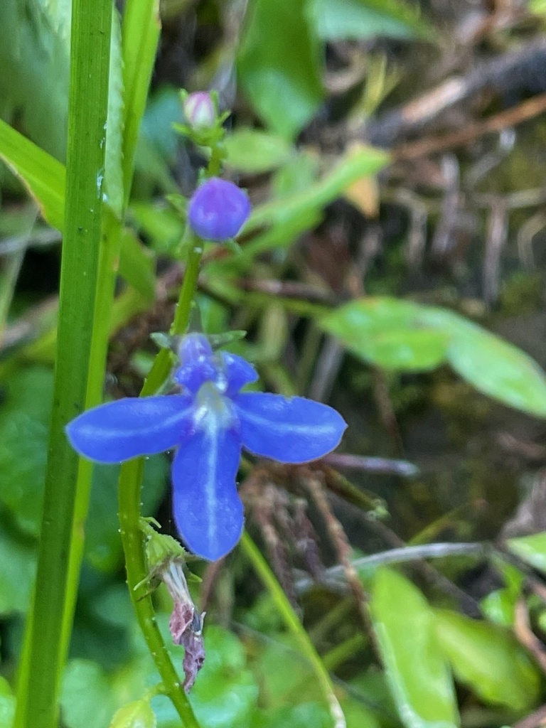 forest lobelia from Binna Burra Rd, Binna Burra, QLD, AU on February 26 ...