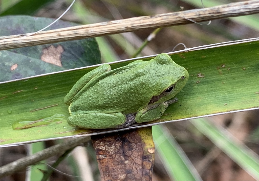 Pine Woods Tree Frog from San Felasco Hammock Preserve State Park ...