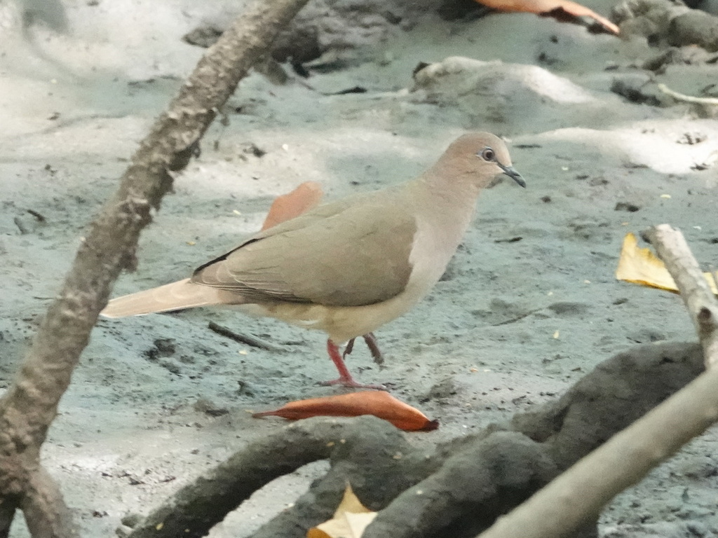 White-tipped Dove from Puntarenas, Costa Rica on March 6, 2023 at 10:53 ...